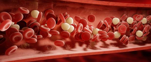 Wo und wie entsteht Blut?