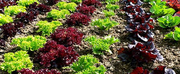 Die Welt der Blattsalate